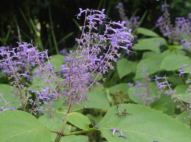 The Spurflower and the Spider - Notes from a Cape Town Botanist