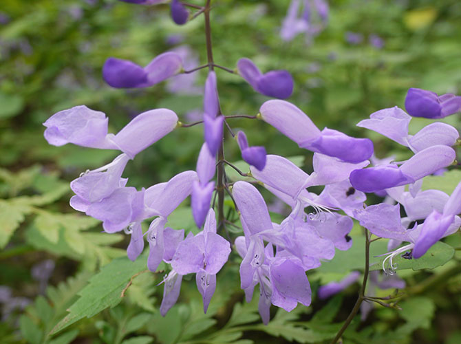 The Spurflower and the Spider - Notes from a Cape Town Botanist