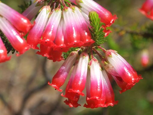 What is Fynbos? - Notes from a Cape Town Botanist