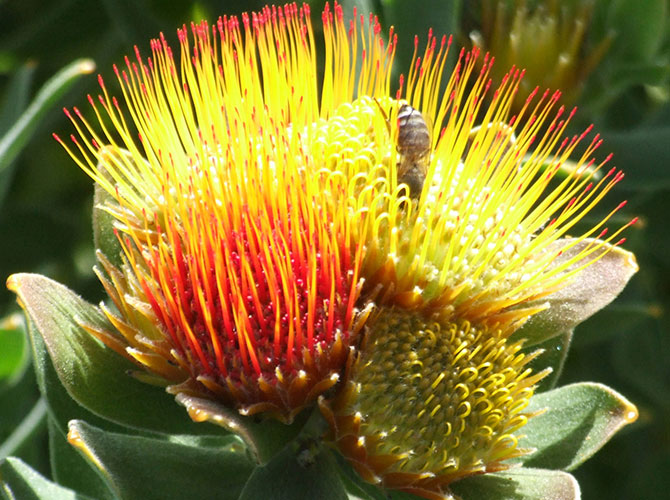 What is Fynbos? - Notes from a Cape Town Botanist
