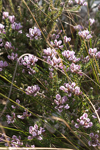 What is Renosterveld? - Notes from a Cape Town Botanist