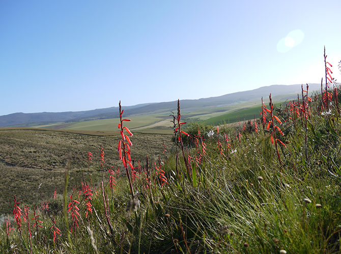 What is Renosterveld? - Notes from a Cape Town Botanist