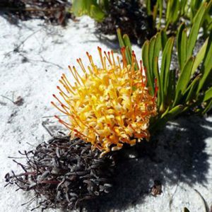 Fynbos - Notes from a Cape Town Botanist