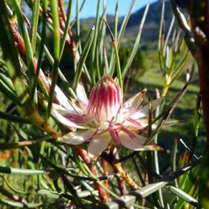 Fynbos - Notes from a Cape Town Botanist