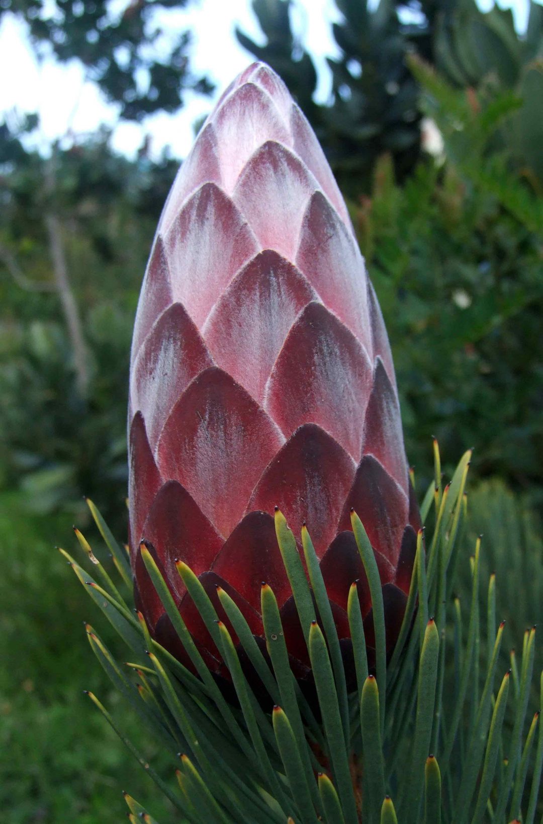 Proteas: An Introduction - Notes from a Cape Town Botanist