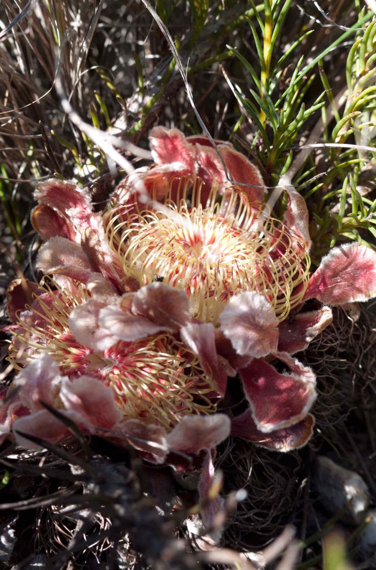Proteas: An Introduction - Notes from a Cape Town Botanist