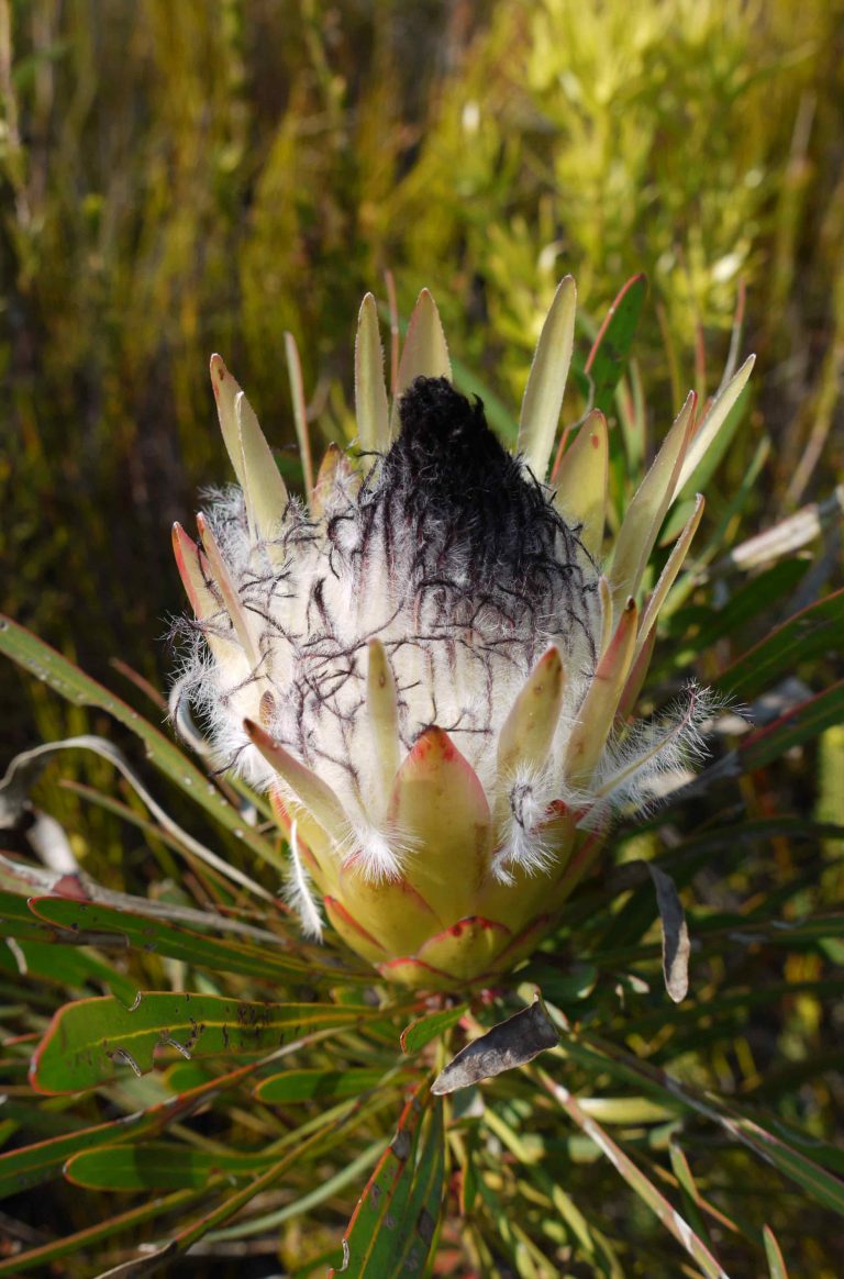 Proteas: An Introduction - Notes from a Cape Town Botanist