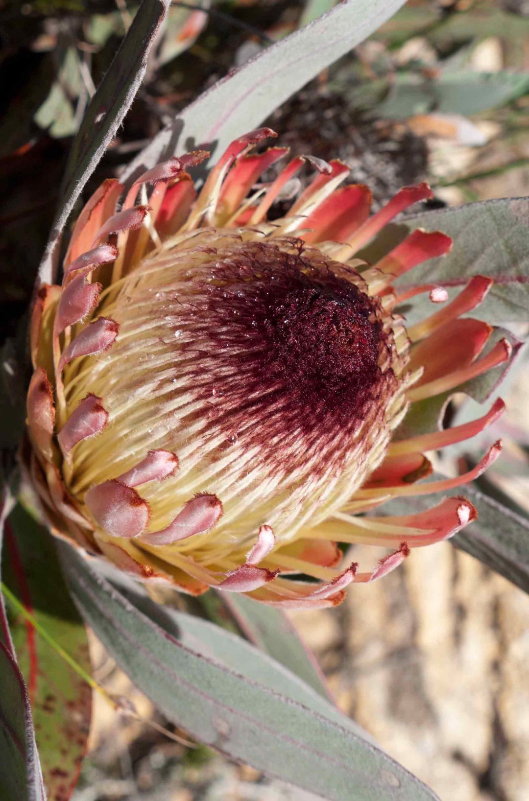 Proteas: An Introduction - Notes from a Cape Town Botanist
