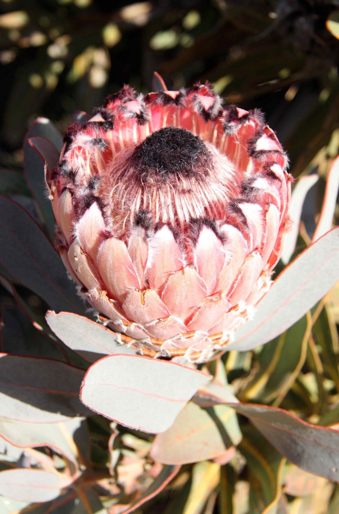 Proteas: An Introduction - Notes from a Cape Town Botanist