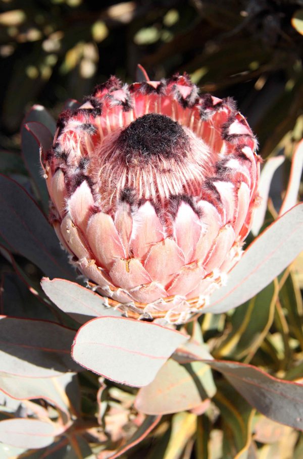Proteas: An Introduction - Notes from a Cape Town Botanist