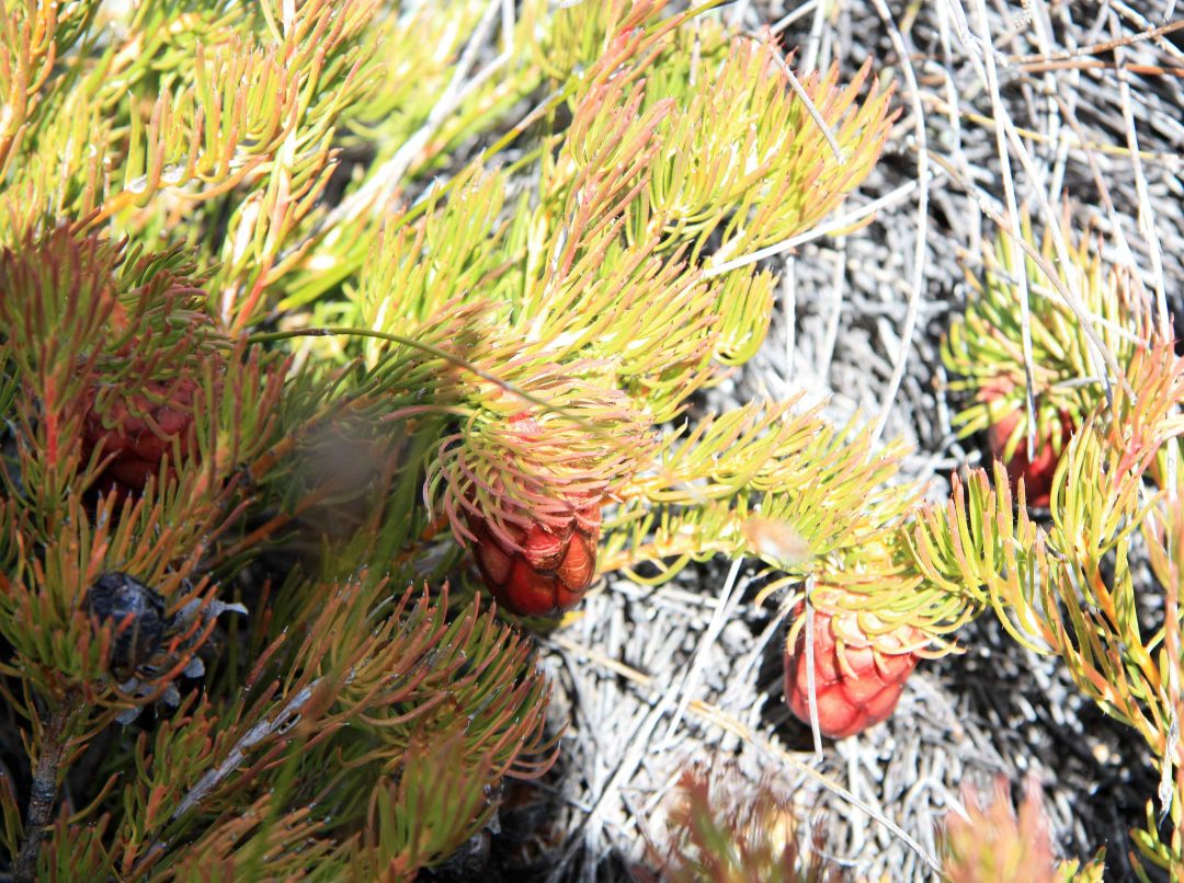 Proteas: An Introduction - Notes from a Cape Town Botanist