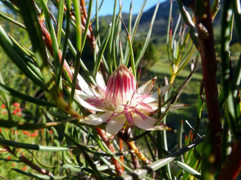 Proteas: An Introduction - Notes from a Cape Town Botanist