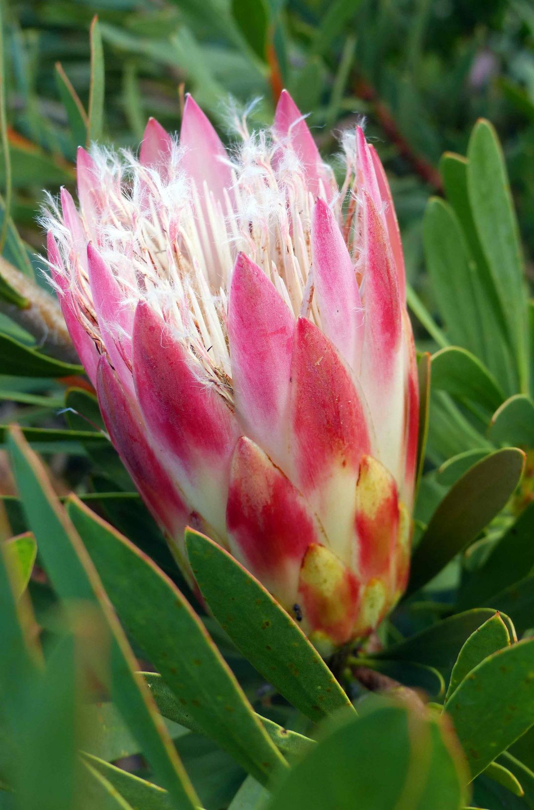 Proteas: An Introduction - Notes from a Cape Town Botanist